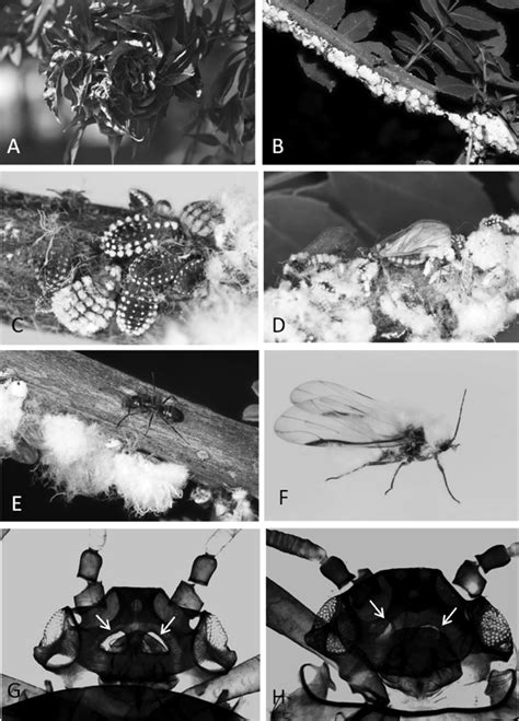 Prociphilus P Bumeliae Schrank 1801 A Fraxinus Angustifolia Download Scientific Diagram