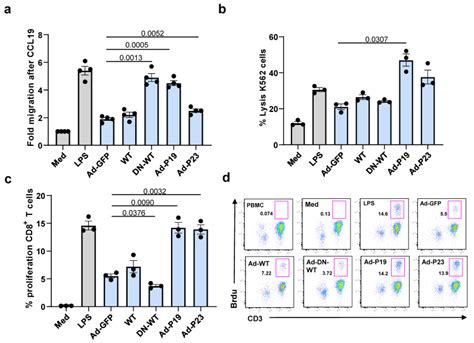 Constitutively Activated Dap12 Induces Functional Anti Tumor Activation