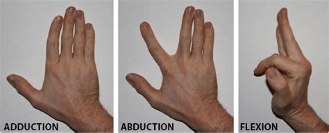 Performing The Three Common Finger Movements With The Index Finger