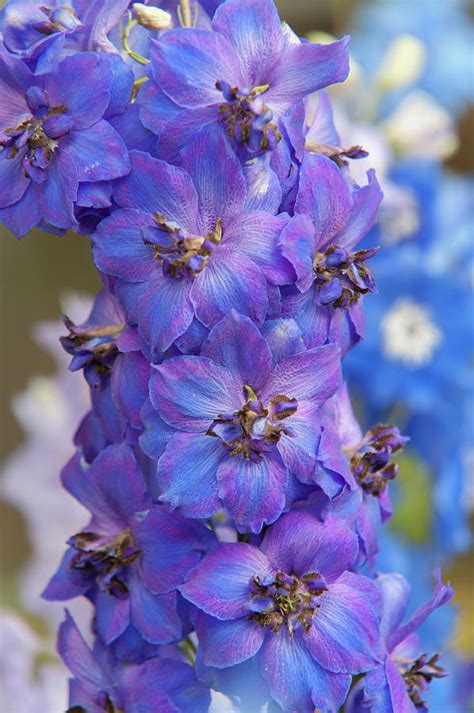 Cassius Delphinium Elatum Photograph By Jenny Rainbow Fine Art America Cassius Delphinium Elatum Photograph By Jenny Rainbow Fine Art America
