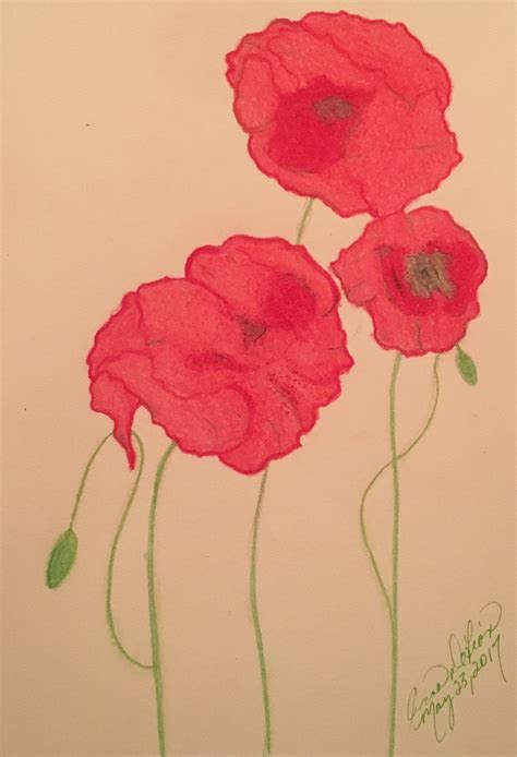 Drawing Poppies