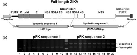 Schematic Diagram Of Full Length Zikv Infectious Cdna Clone A