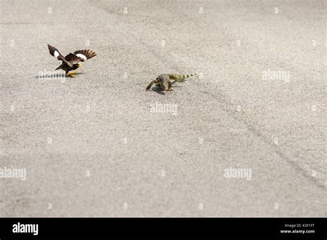 Scary Birds Attacking People