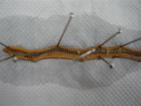 Earth Worm Disection By Ein Winged Engel On Deviantart