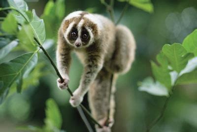 Top 10 Mammals With Odd Defenses Listverse