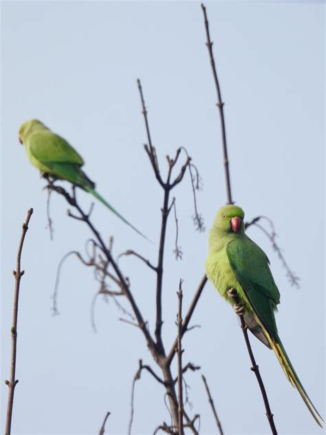 Безкоштовне стокове фото Psittacula Krameri Tamil Nadu азія барвисті птахів взаємодія з