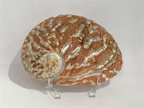 Beautiful Polished Red Abalone Shell Red Abalone Colorful Sea Shell Sea Shells Authentic Beautiful Polished Red Abalone Shell Red Abalone Colorful Sea Shell Sea Shells Authentic