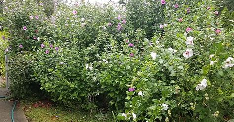 Wildflowers Album On Imgur