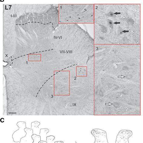 C Fos Labeling Of Spinal Neurons Of Locomotor Networks And Analysis Of