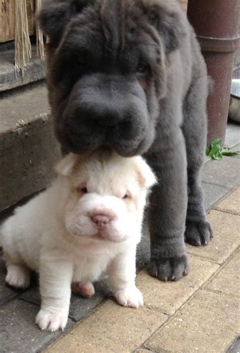 Blue Platinum Bear Coat Shar Pei Puppies