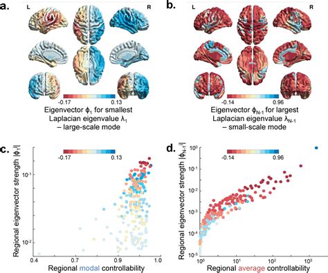 Figure 1 From The Control Of Brain Network Dynamics Across Diverse Scales Of Space And Time