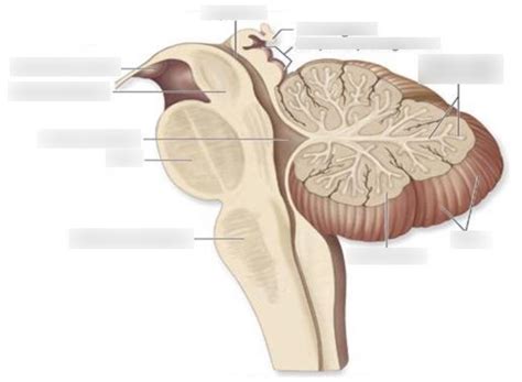 Hindbrain Diagram Quizlet