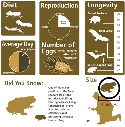 Leopard Frog Food Chain