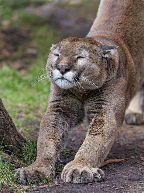 Definitive Guide To Cougar Facts Habitat Conservation Status Zoo