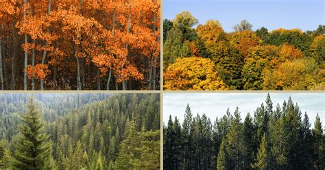 Coniferous Vs Deciduous Ppt Coniferous Trees Powerpoint