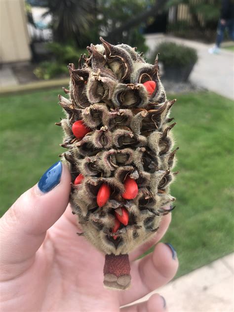 Cones Plants