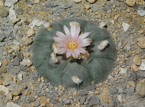 Peyote Cacti Flickr