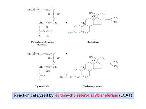 Reaction Catalyzed By Lecithincholesterol Acyltransferase Lcat