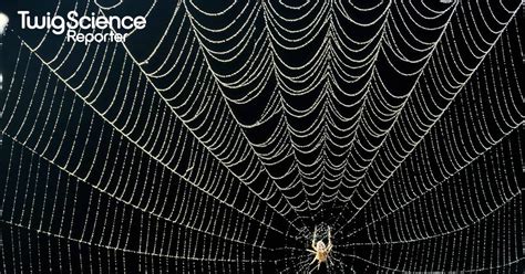 The Secrets Of Spider Webs Twig Science Reporter