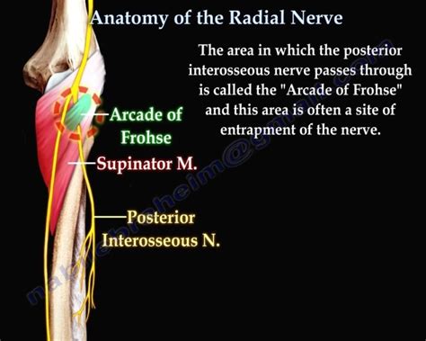 요골신경 Radial Nerve 의 주행경로 네이버 블로그