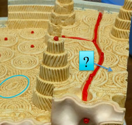 BME Anatomy Of The Bone Flashcards Quizlet