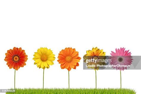 Daisy Petal Colors Photos And Premium High Res Pictures Getty Images