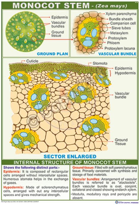 Victory Graphik B 32 Monocot Stem Zea Mays
