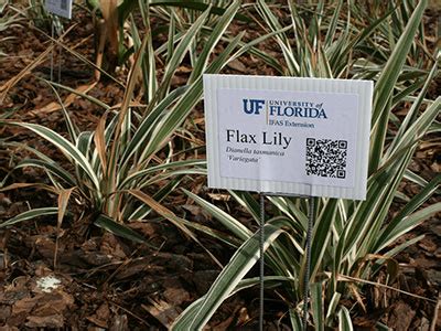 Flax Lily Gardening Solutions