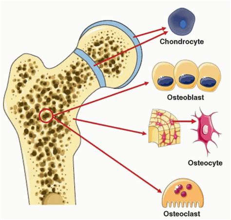 Specialized Cells In The Skeletal System Sjsf