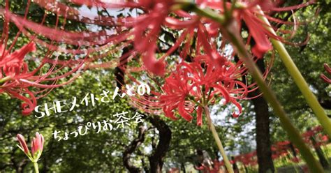 Imary|note Imary|note