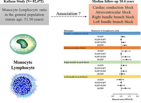 Full Article U Shaped Association Between Monocyte Lymphocyte Ratio And Risk Of Cardiac