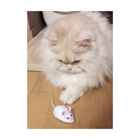 헥스버그 마우스 캣토이짱 나노버그랑 쥐돌이랑 고민하다가 귀욤이쥐돌이로 가져왔는데 😻 요로코롬 잘 놀아주니 벌레로봇 하나 더 데려와야겠다 로또야 막 뒤집고 돌리고 물고