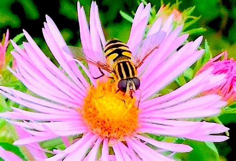 Hover Fly What S That Bug