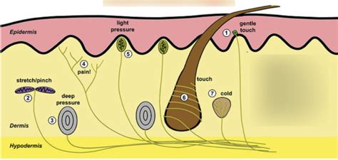 Sensory Receptos In Skin Diagram Quizlet