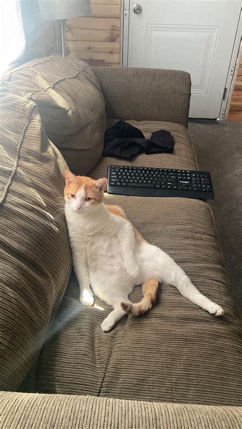 Why is he sitting like that😭 : r/orangecats