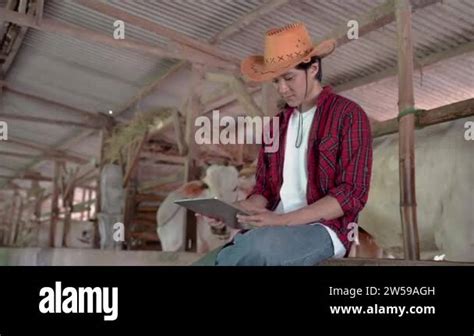 Crossed Cow Stock Videos And Footage Hd And 4k Video Clips Alamy