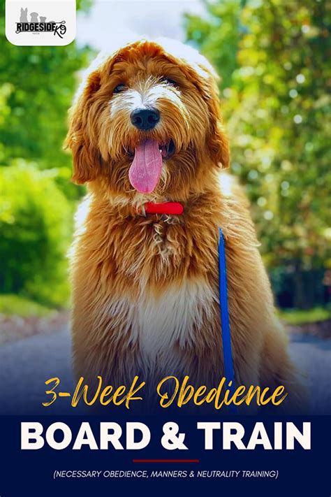 3 Week Board And Train Program