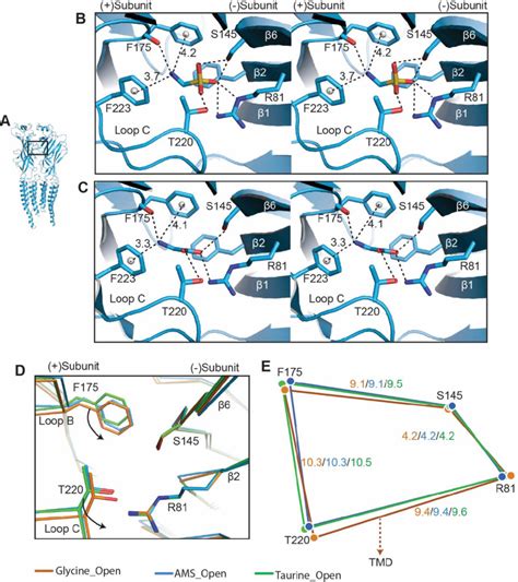 Comparison Of Agonist Binding Sites A Two Adjacent Glyr Subunits Are Download Scientific