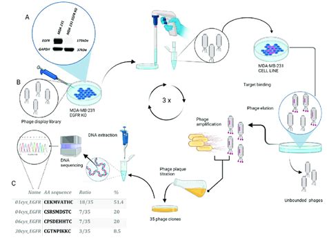 Selection And Identification Of Peptide Ligands For Egfr In The Tnbc Download Scientific