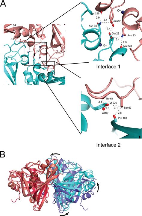 Dimerization Interface Of Rsv M A Left A Magnified View Of The
