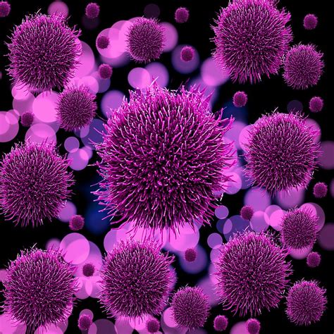 What Is Nipah Virus Disease Signs Cure Avoidance Hafr