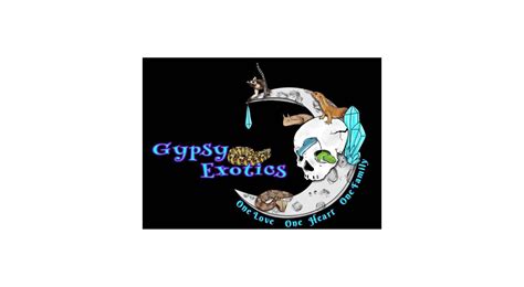 Vendor Spotlight Gypsy Exotics Reptiles For Sale Shows And Expos