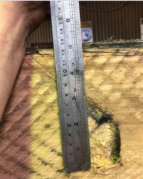 Tree Spikes Spark Forest Fury Tasmanian Times