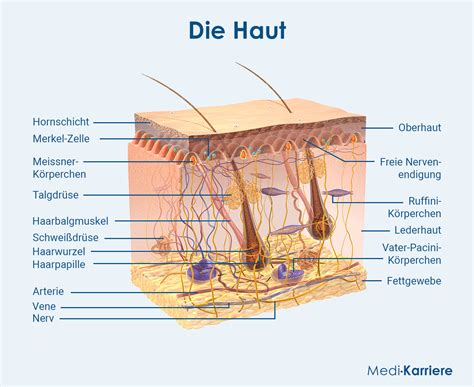 Aufbau Und Funktionen Der Haut Nordic Online