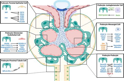 Central Role Of Podocytes In Mediating Cellular Cross Talk In