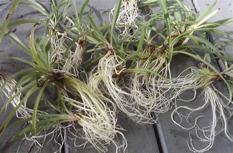 Propagation Obsession In The Propagation Forum Garden Org