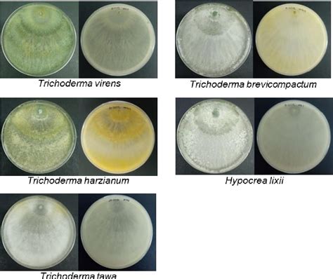 Figure 3 From Characterisation Of Trichoderma Spp And Assessment As