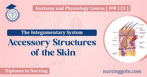 Accessory Structures Of The Skin The Integumentary System Nursing