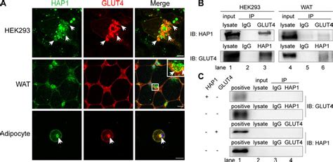 Huntingtin Associatedprotein HAP Interacted With Glucose
