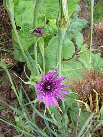 Salsifies Giant Dandelions Or Different Plants